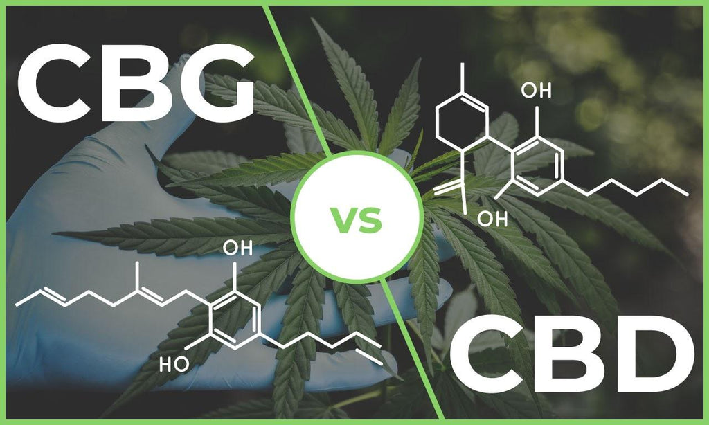 What Is CBG? (CBG Vs. CBD) – King Buddha