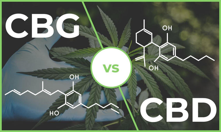 What Is CBG? (CBG Vs. CBD) – King Buddha